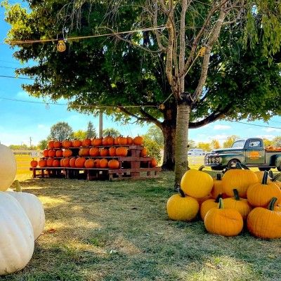 8 Perfect Pumpkin Patches in Ohio