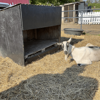 Fall Fun at Brown's Family Farm Market